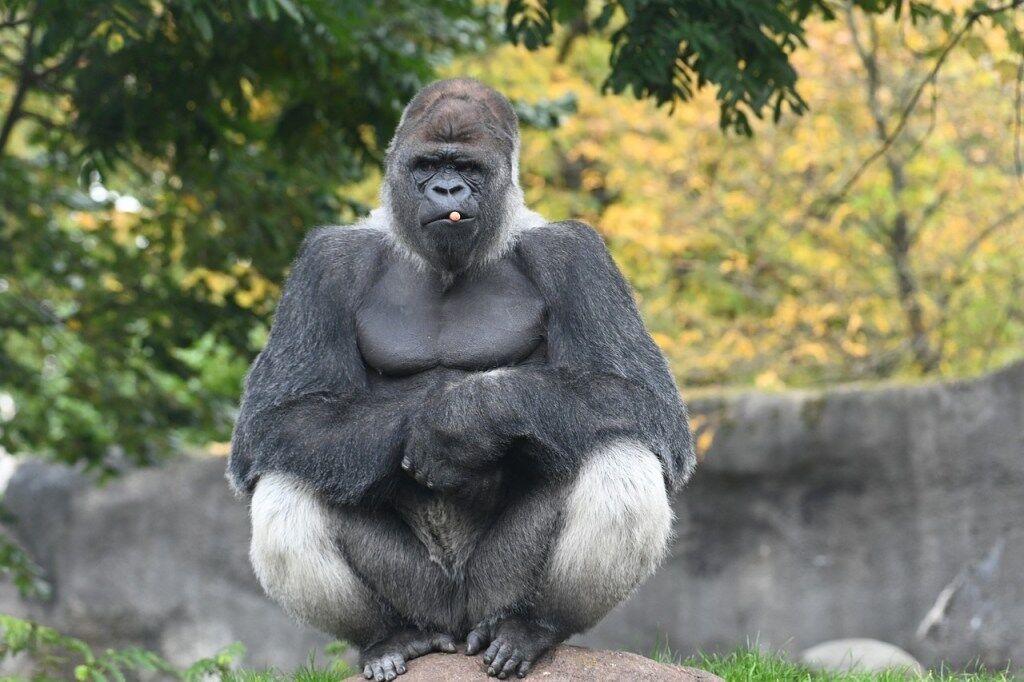 The Invisible Gorilla experiment: What are the limits of our attention?